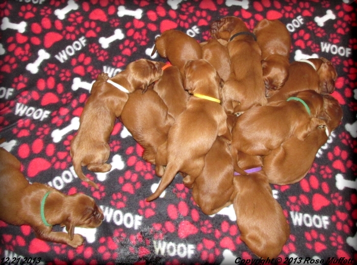 Muffett Farms ~ AKC Irish Setter Puppies