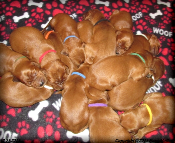 Muffett Farms ~ AKC Irish Setter Puppies