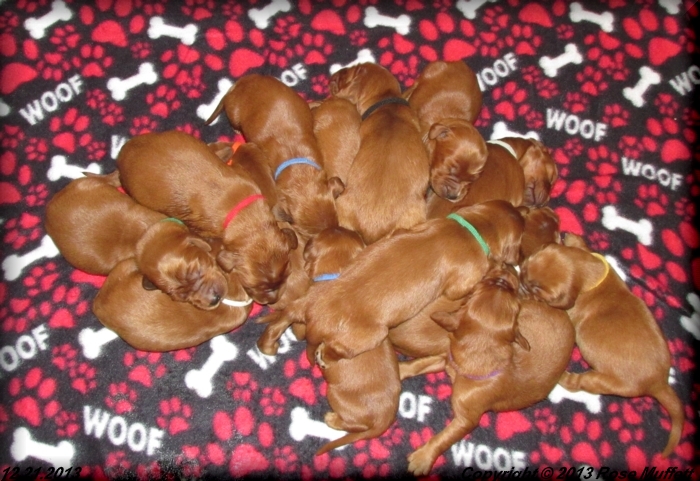 Muffett Farms ~ AKC Irish Setter Puppies