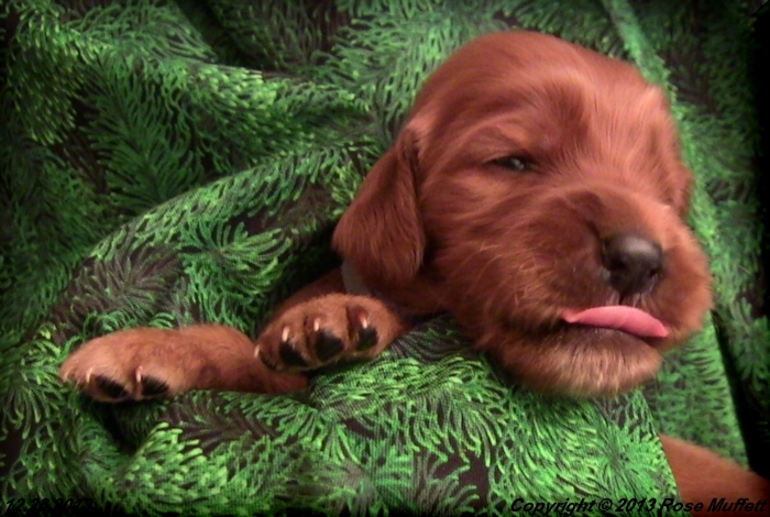 Muffett Farms ~ AKC Irish Setter Puppies