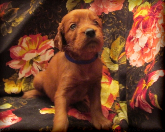 Muffett Farms ~ AKC Irish Setter Puppies