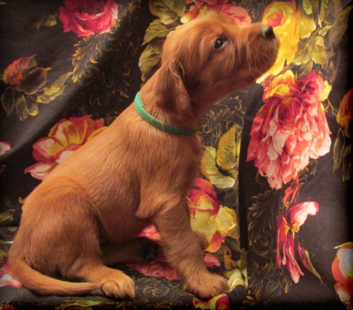 Muffett Farms ~ AKC Irish Setter Puppies