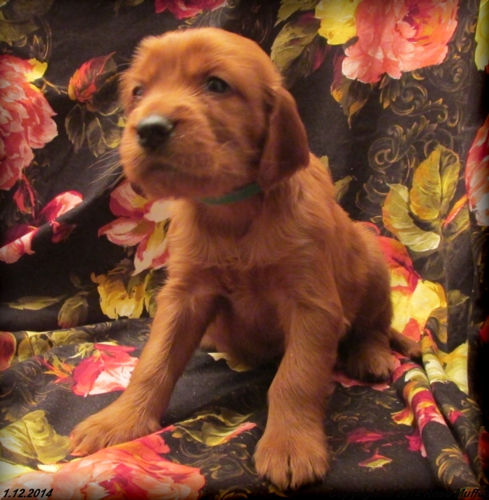 Muffett Farms ~ AKC Irish Setter Puppies