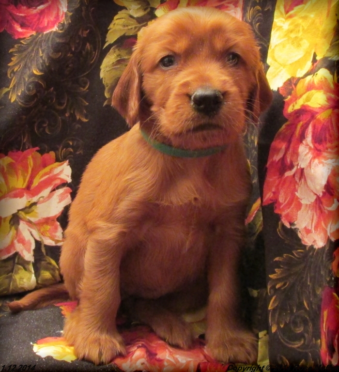 Muffett Farms ~ AKC Irish Setter Puppies