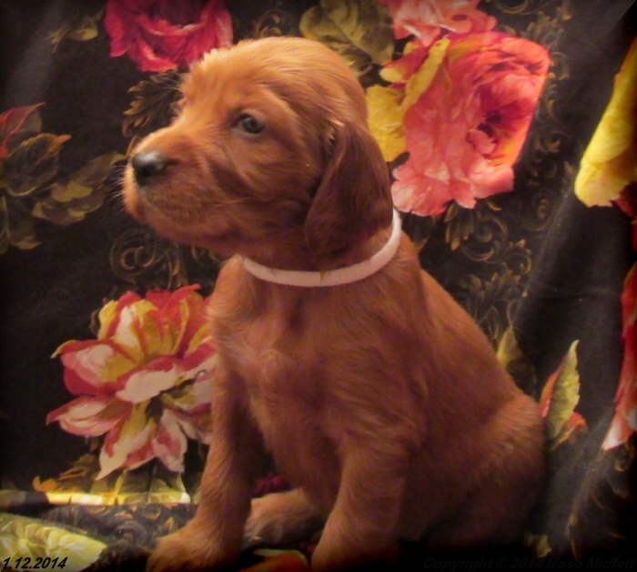 Muffett Farms ~ AKC Irish Setter Puppies