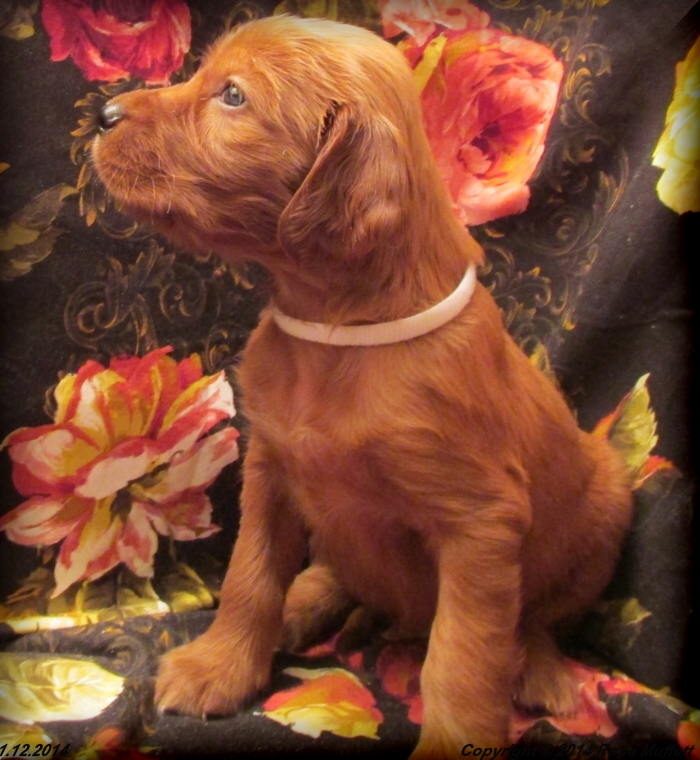 Muffett Farms ~ AKC Irish Setter Puppies