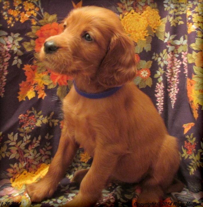 Muffett Farms ~ AKC Irish Setter Puppies