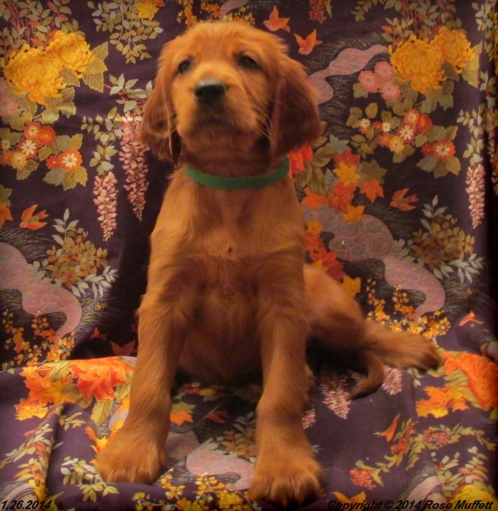 Muffett Farms ~ AKC Irish Setter Puppies