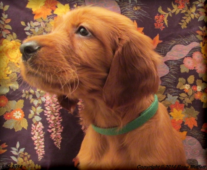 Muffett Farms ~ AKC Irish Setter Puppies