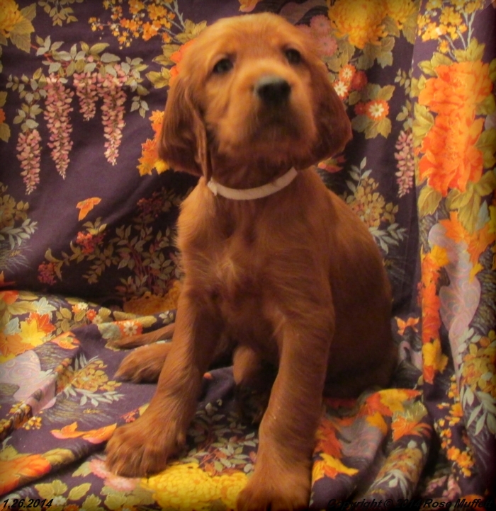 Muffett Farms ~ AKC Irish Setter Puppies
