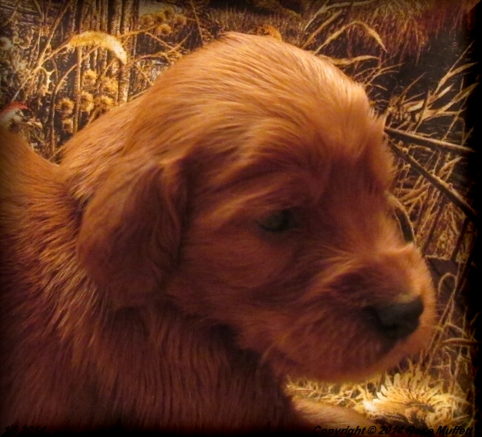 Muffett Farms ~ AKC Irish Setter Puppies