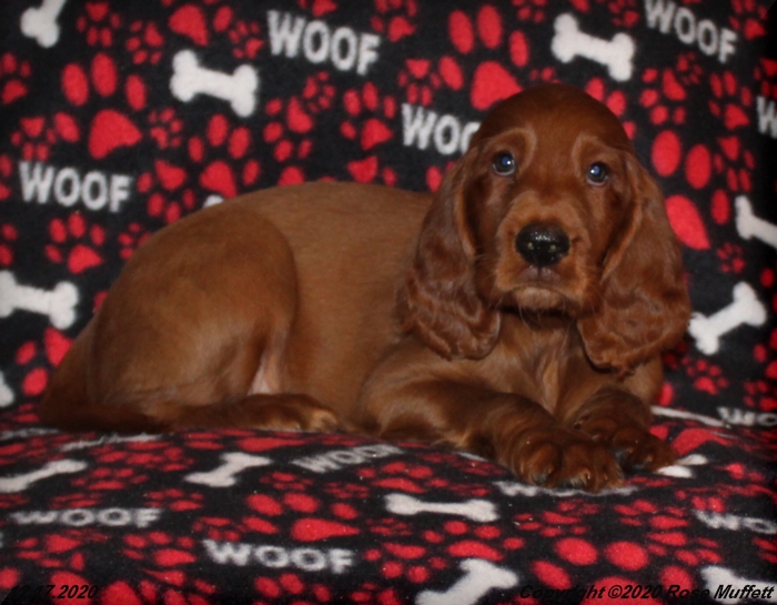 Muffett Farms ~ AKC Irish Setter Puppies ~ Fly Me To The Moon Goldset ...