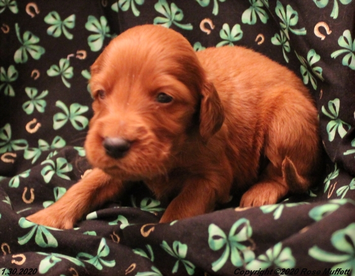 Muffett Farms ~ AKC Irish Setter Puppies ~ Fly Me To The Moon Goldset ...