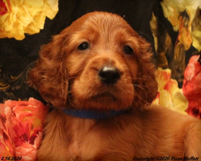 Muffett Farms ~ AKC Irish Setter Puppies ~ Fly Me To The Moon Goldset ...