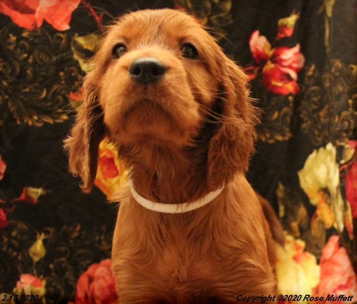 Muffett Farms ~ AKC Irish Setter Puppies ~ Fly Me To The Moon Goldset ...