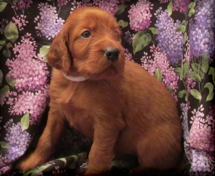 Muffett Farms ~ AKC Irish Setter Puppies