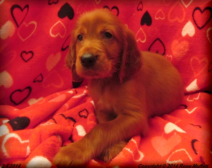 Muffett Farms ~ AKC Irish Setter Puppies
