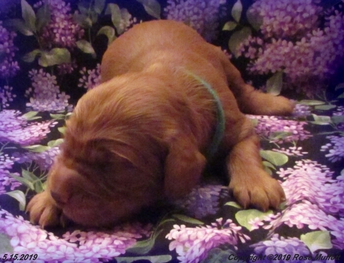 Muffett Farms ~ AKC Irish Setter Puppies