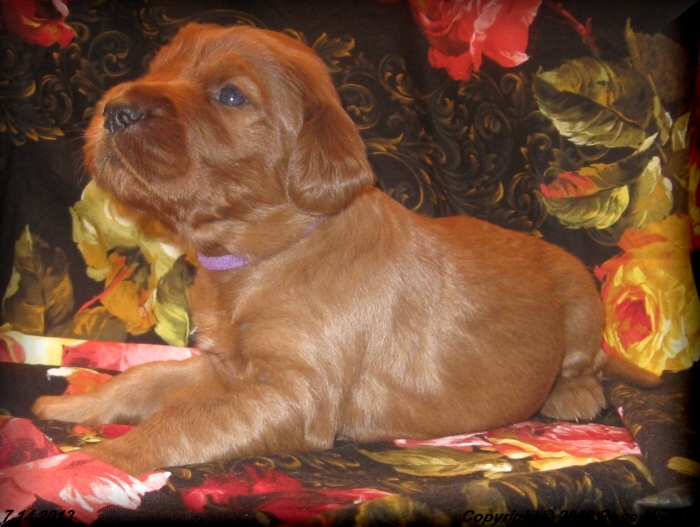 Muffett Farms ~ AKC Irish Setter Puppies