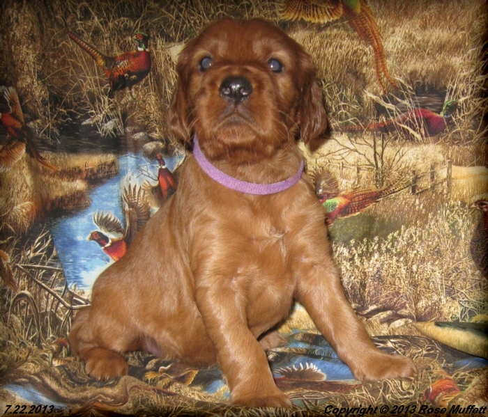Muffett Farms ~ AKC Irish Setter Puppies