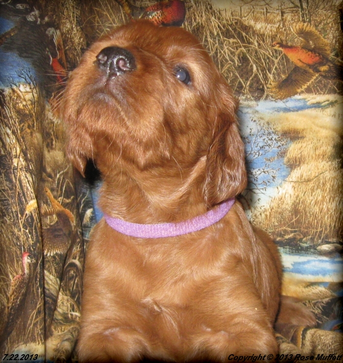 Muffett Farms ~ AKC Irish Setter Puppies
