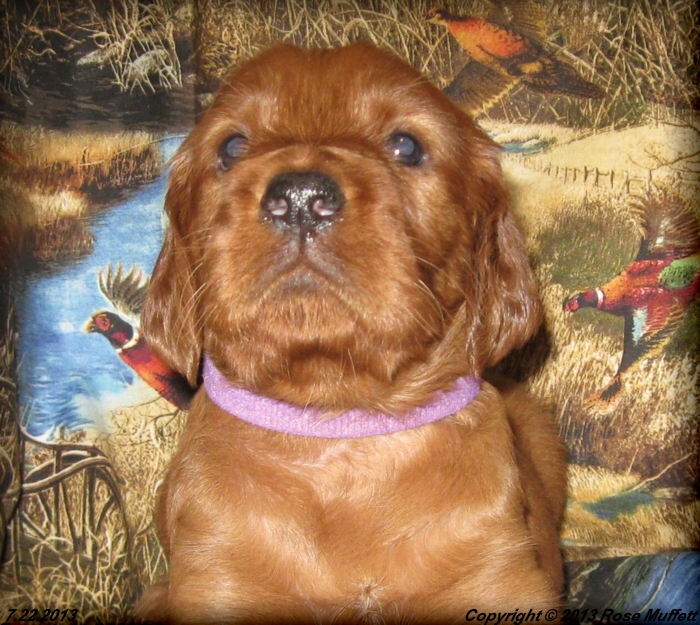 Muffett Farms ~ AKC Irish Setter Puppies