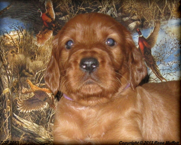 Muffett Farms ~ AKC Irish Setter Puppies