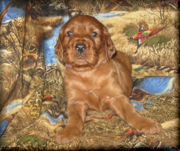 Muffett Farms ~ AKC Irish Setter Puppies
