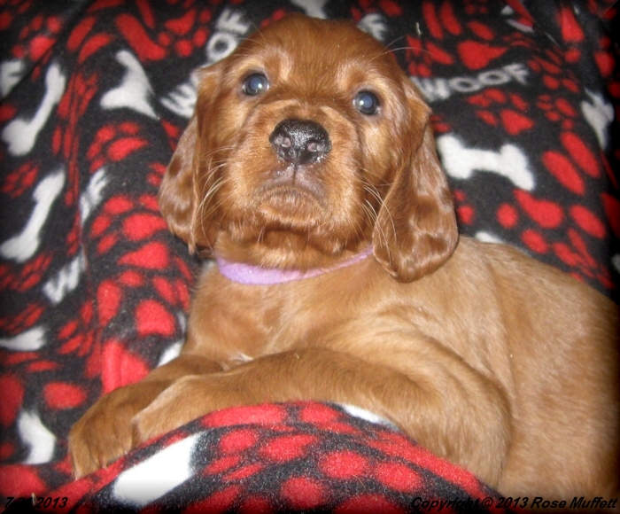 Muffett Farms ~ AKC Irish Setter Puppies
