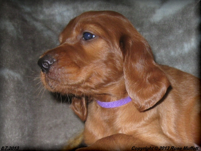 Muffett Farms ~ AKC Irish Setter Puppies
