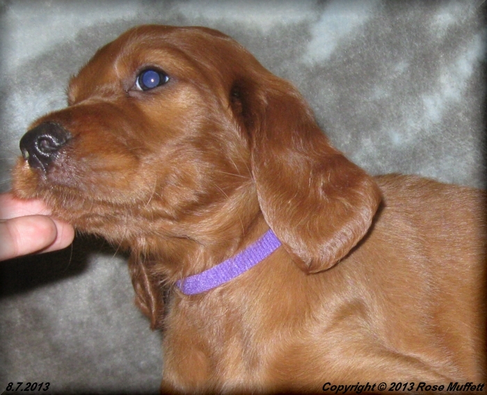 Muffett Farms ~ AKC Irish Setter Puppies