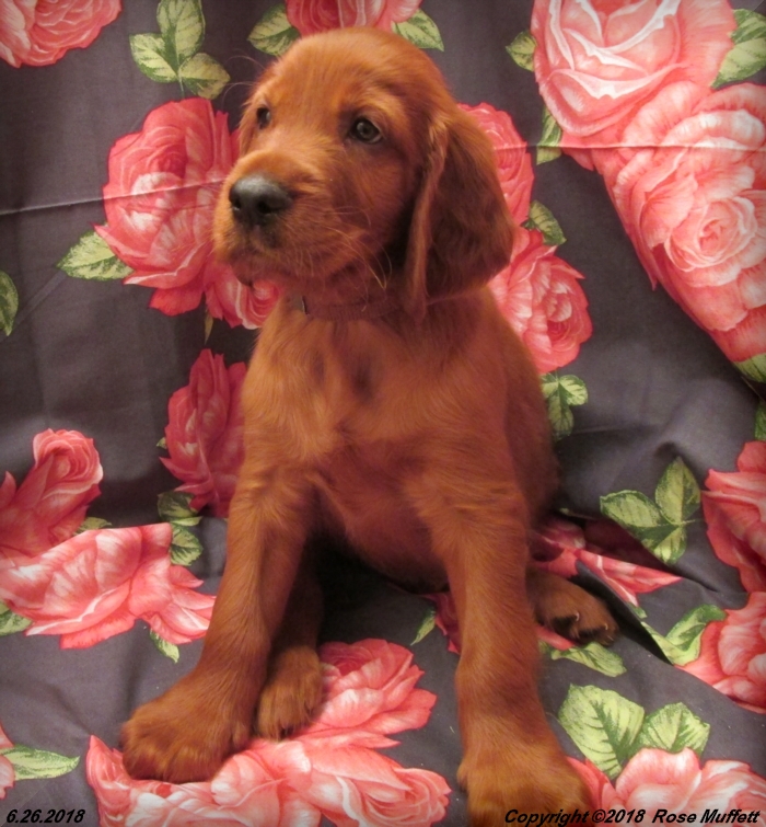 Muffett Farms ~ AKC Irish Setter Puppies
