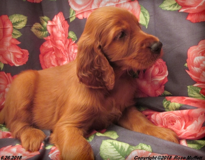 Muffett Farms ~ AKC Irish Setter Puppies